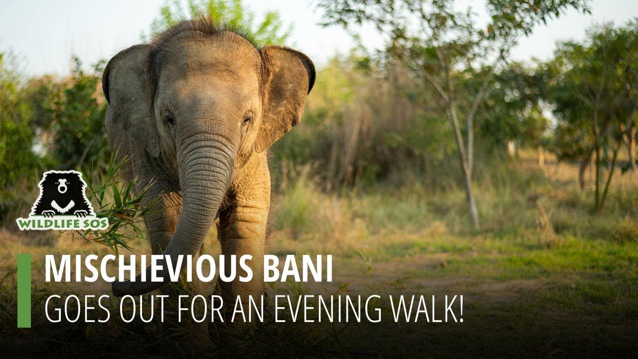 Baby Bani enjoying treats during her evening walk at EHC! - YouTube