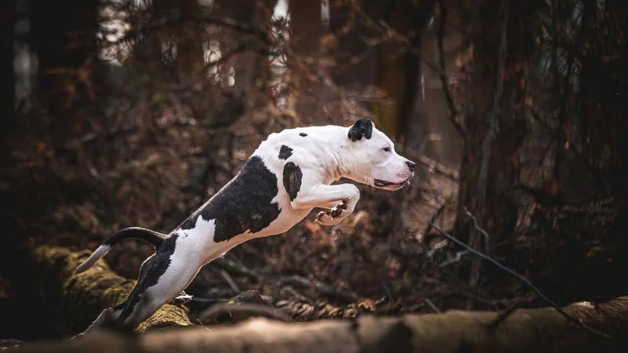 American Staffordshire Terrier muscular beast dog. - YouTube