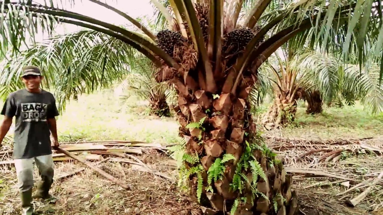HARVESTING palm oil fruit. Panen buah sawit , cara mendodos sawit by ...