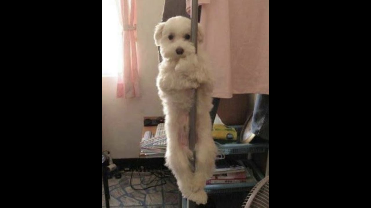 The real doggy style "twerk" - YouTube