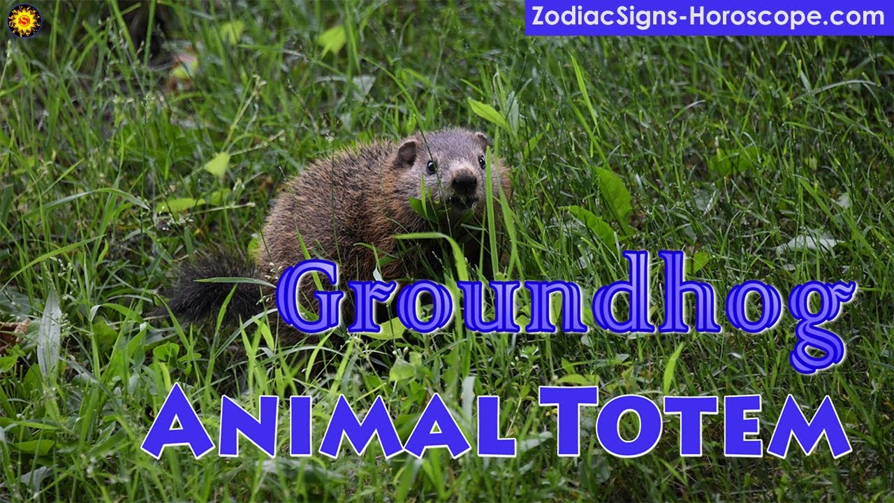 Zodiac sign on groundhog day 60 photos - Youhoroscope.com
