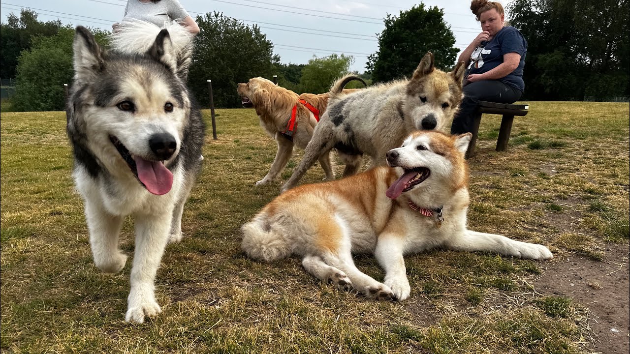 Phil Is Finally Reunited With His Long Lost Friends! (Happiest Doggos ...