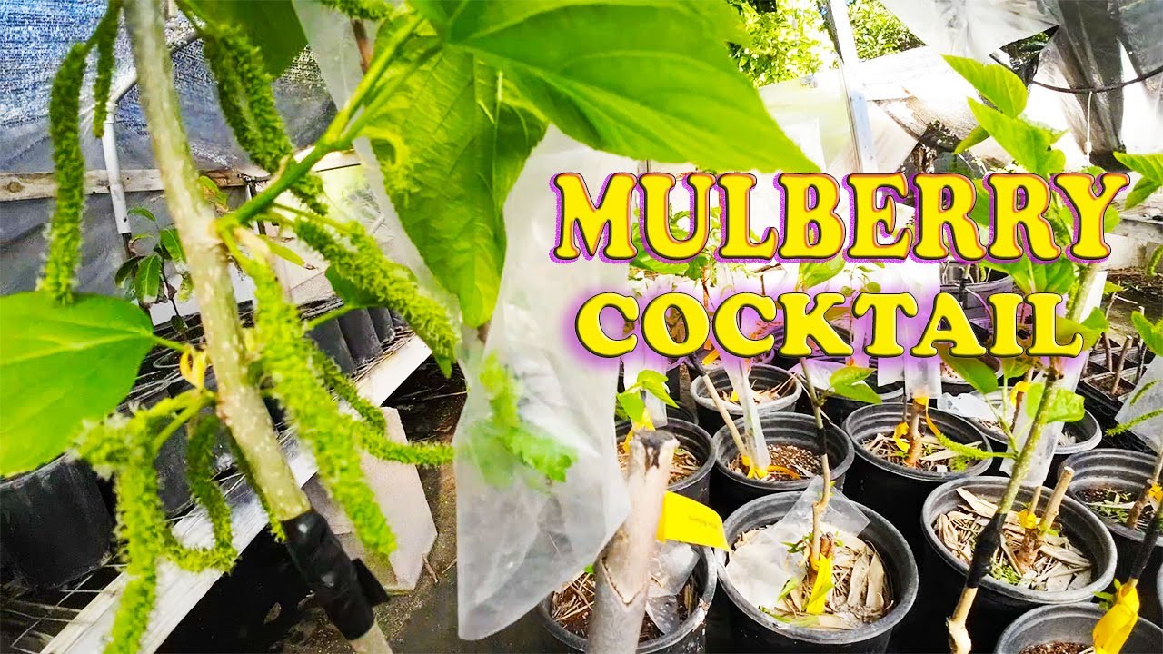 Tasty Mulberry Cocktail Trees | Multi Grafted Trees - YouTube