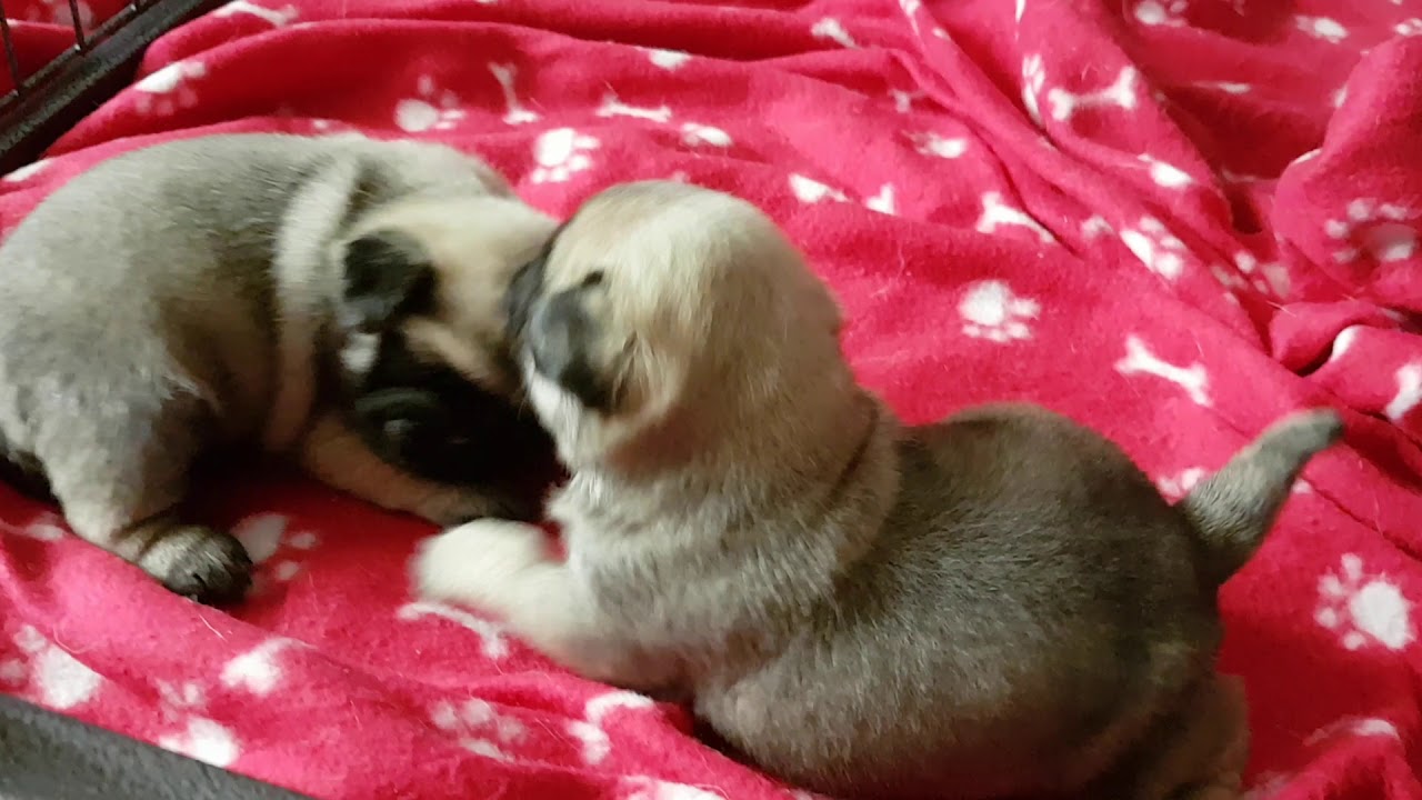 Pug fight - YouTube