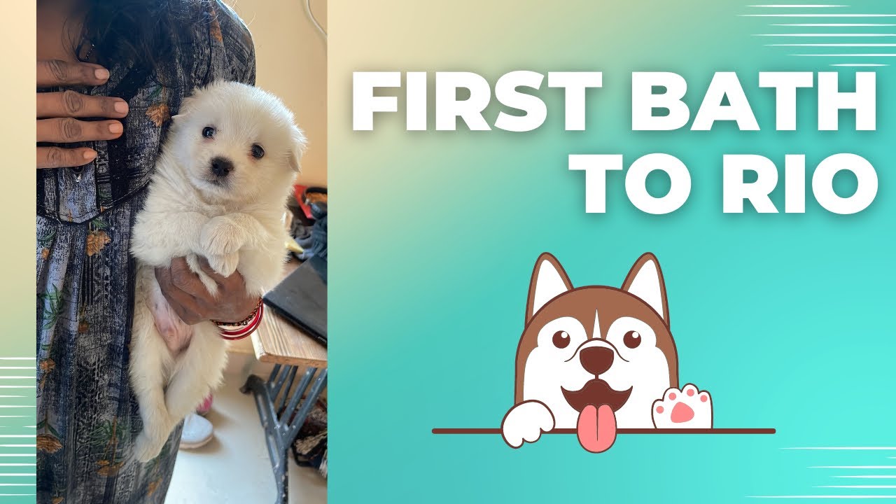 Cute Rio taking his first bath 🛁 🐾🐶🐾😍 #dogs #dogsonyoutube #follow ...