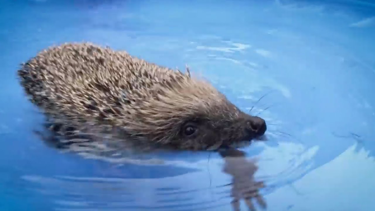 Hedgehog goes for his First Swim! | The Science of Cute | BBC Earth Kids - YouTube
