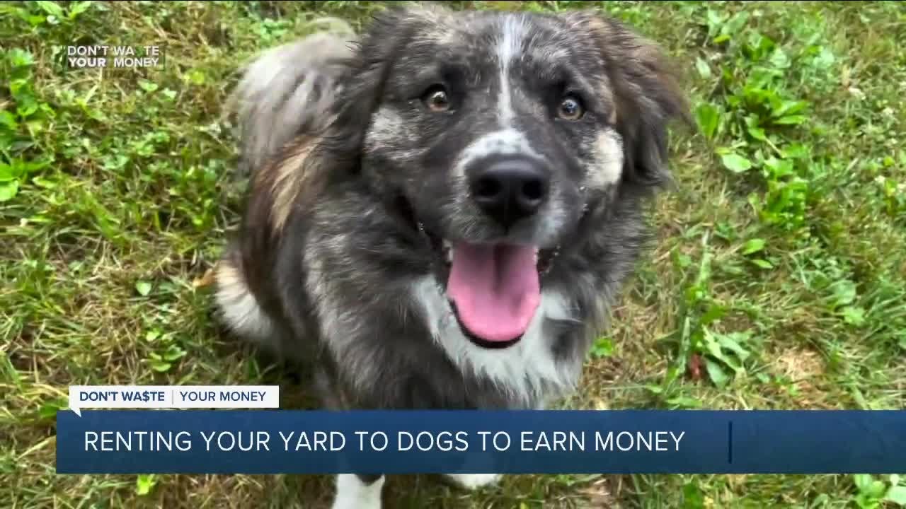 Renting your yard to dogs to earn money - YouTube