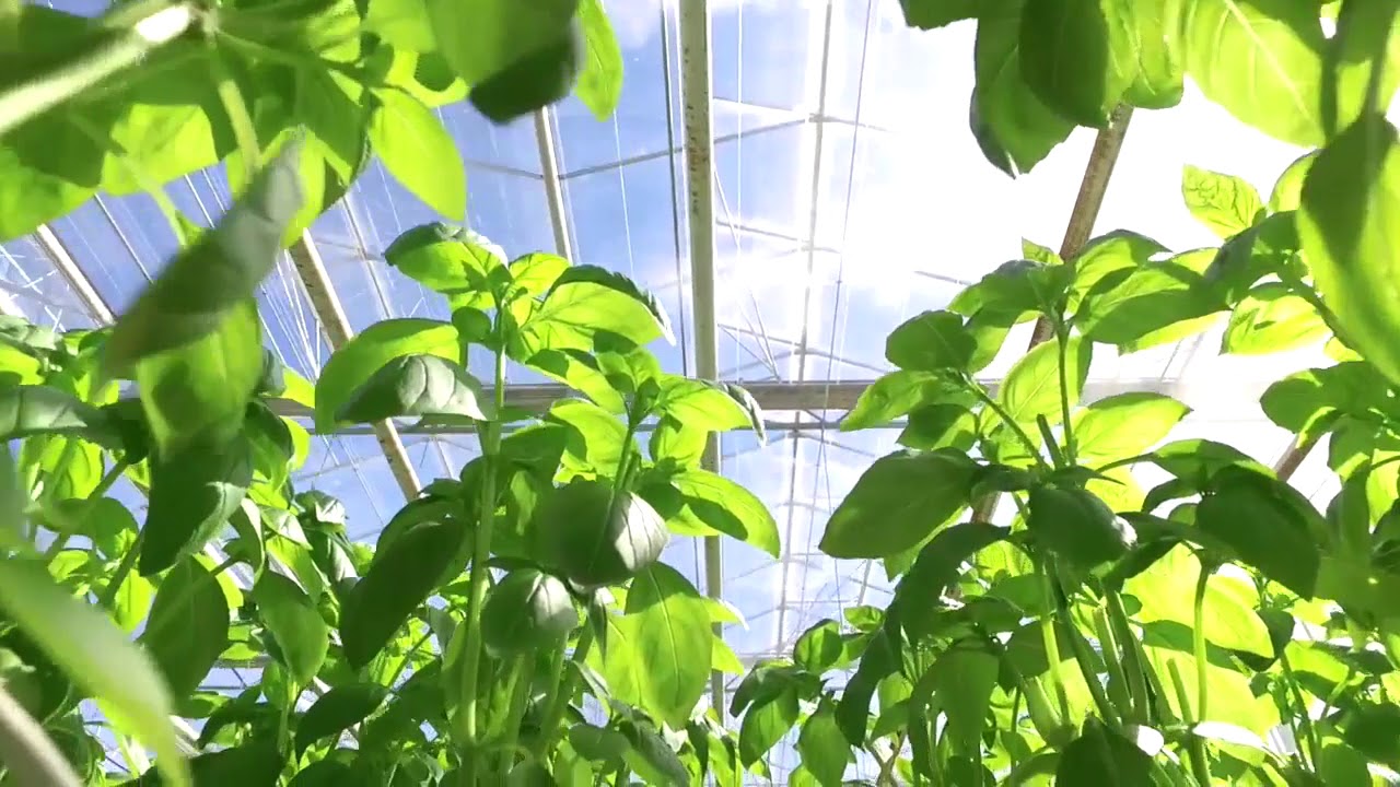 Holla Fresh, Moving Gully System_3 - YouTube