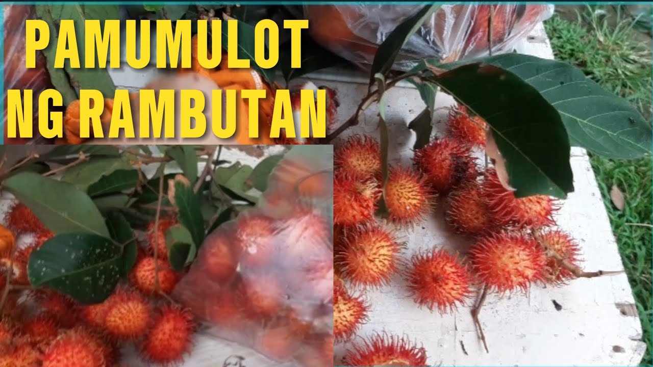 Daming rambutan sa isang puno | Happy birthday to tiya bek - YouTube
