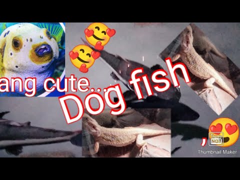 Ang cute dog fish..under the sea - YouTube