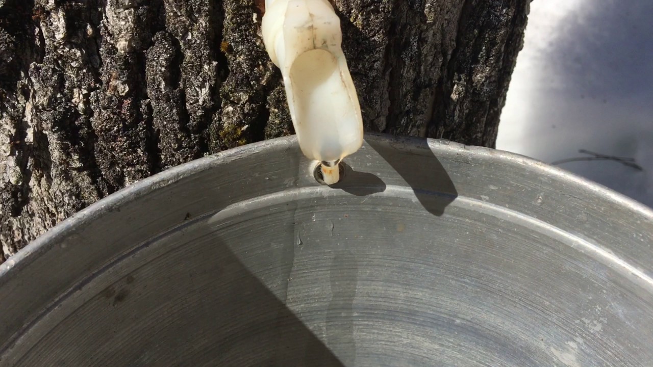 Our Maple Sap is Flowing - YouTube