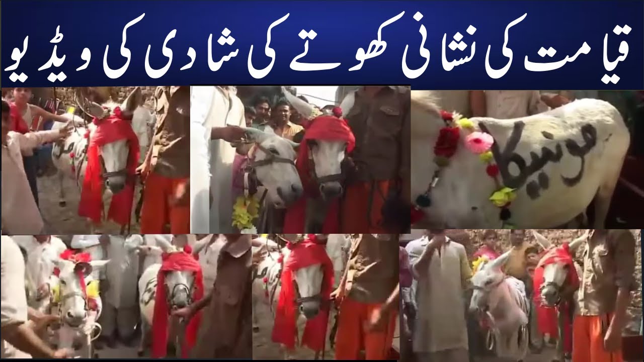 Gujranwala Mn Khoty Or Khoti Ki Shadi | Donkey Marriage In Pakistan ...
