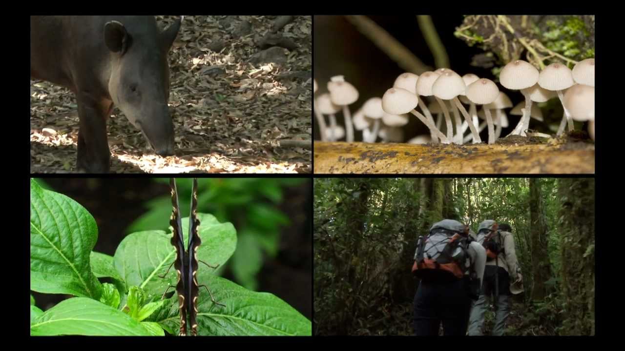 CONABIO 20 años. Una travesía por el conocimiento de nuestra riqueza ...