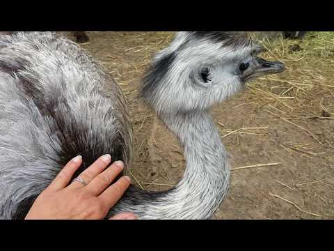 Vertrauen herstellen mit dem Nandu