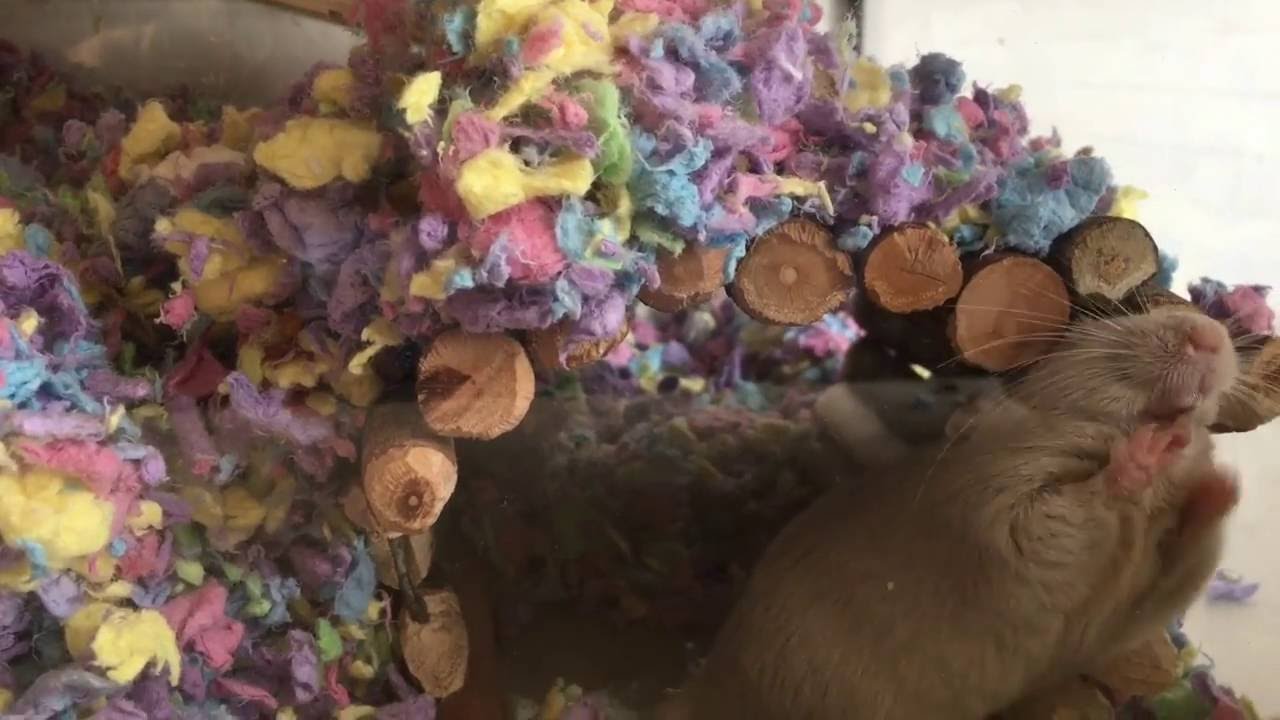 Gerbils digging against glass - YouTube