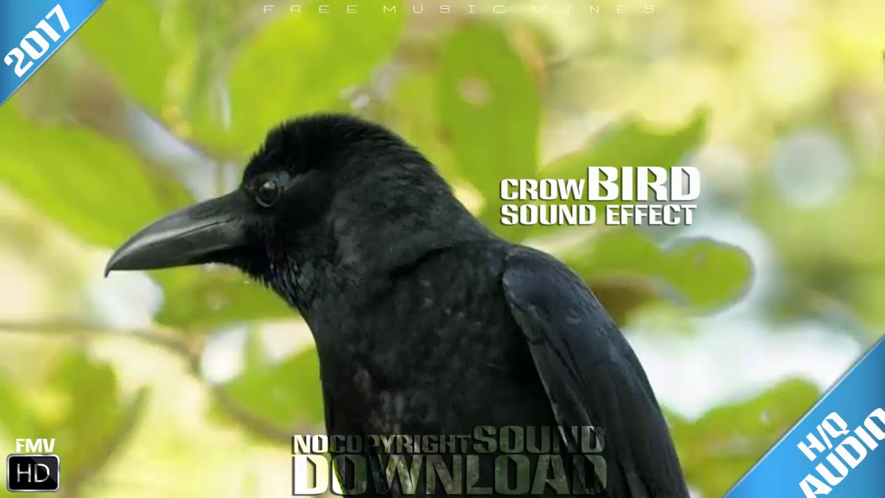 Crow Sound Effects Cawing Caw Call Noises Noise Raven Scary Fx Loud for ...
