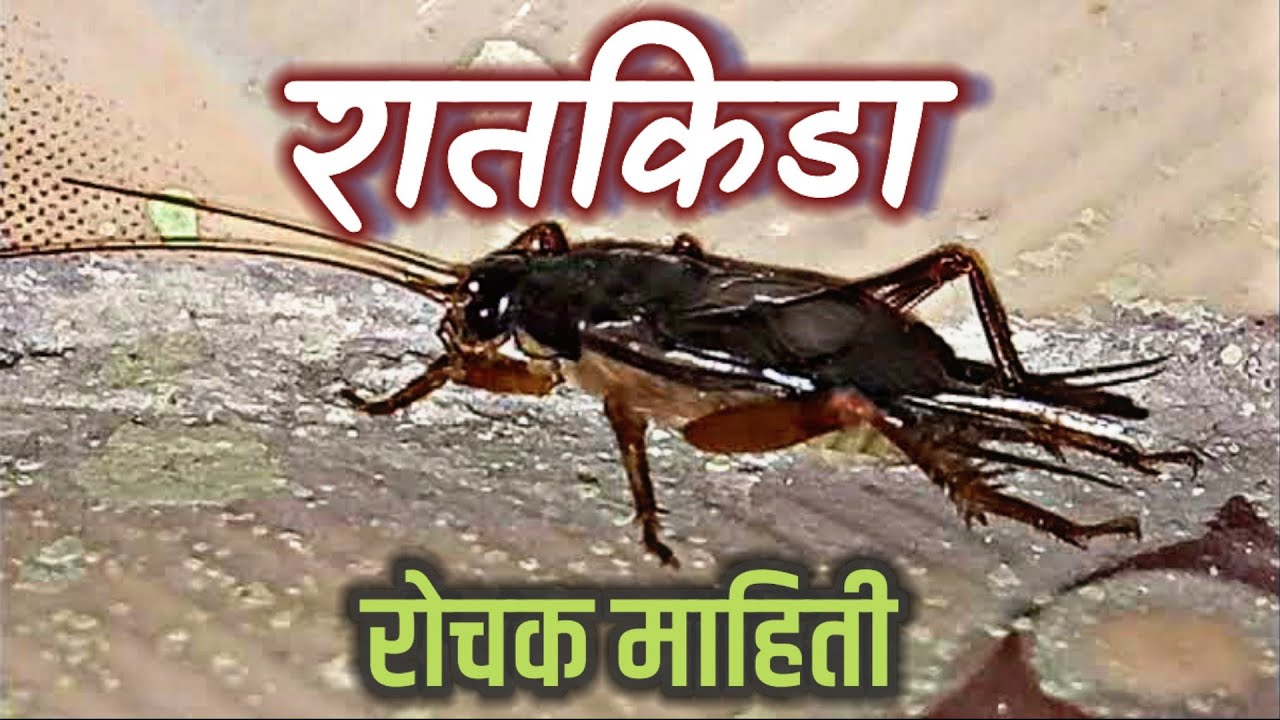 रातकिड्याची रहस्यमयी माहिती | ratkida mahiti - YouTube