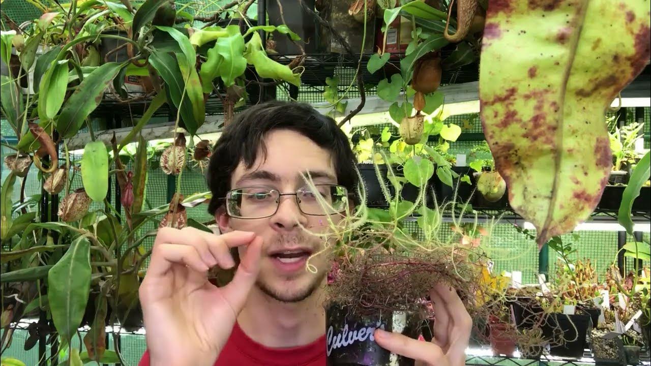 Drosera serpens: The Serpent Sundew - YouTube