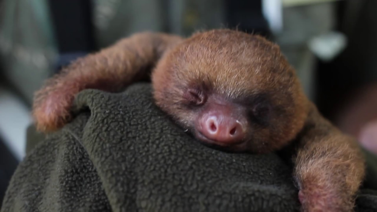 Adorable Baby Sloth Yawning - YouTube