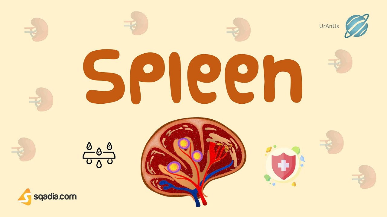 Spleen | Anatomical Position and Relations | Introduction - YouTube