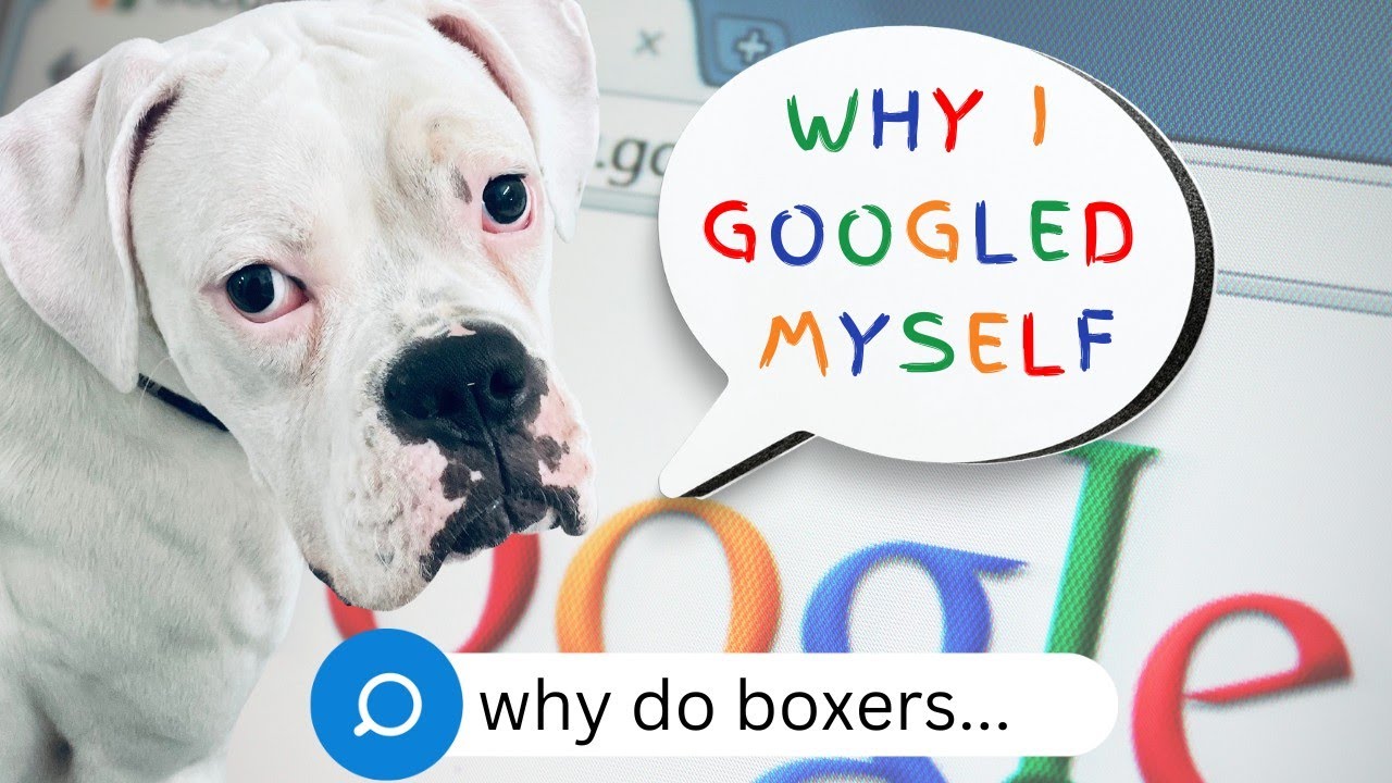 ANSWERING GOOGLE'S MOST-SEARCHED QUESTIONS ABOUT BOXER DOGS #boxers # ...