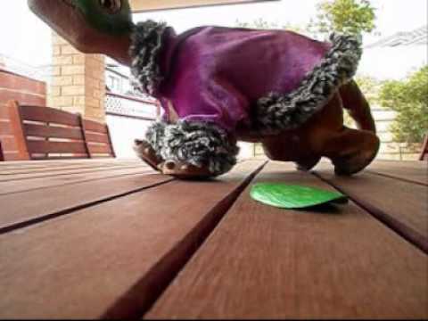 Pickle stands up - YouTube