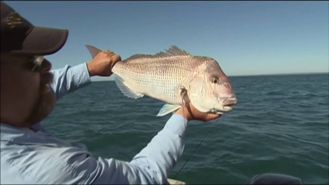 Whyalla Snapper Preview - YouTube
