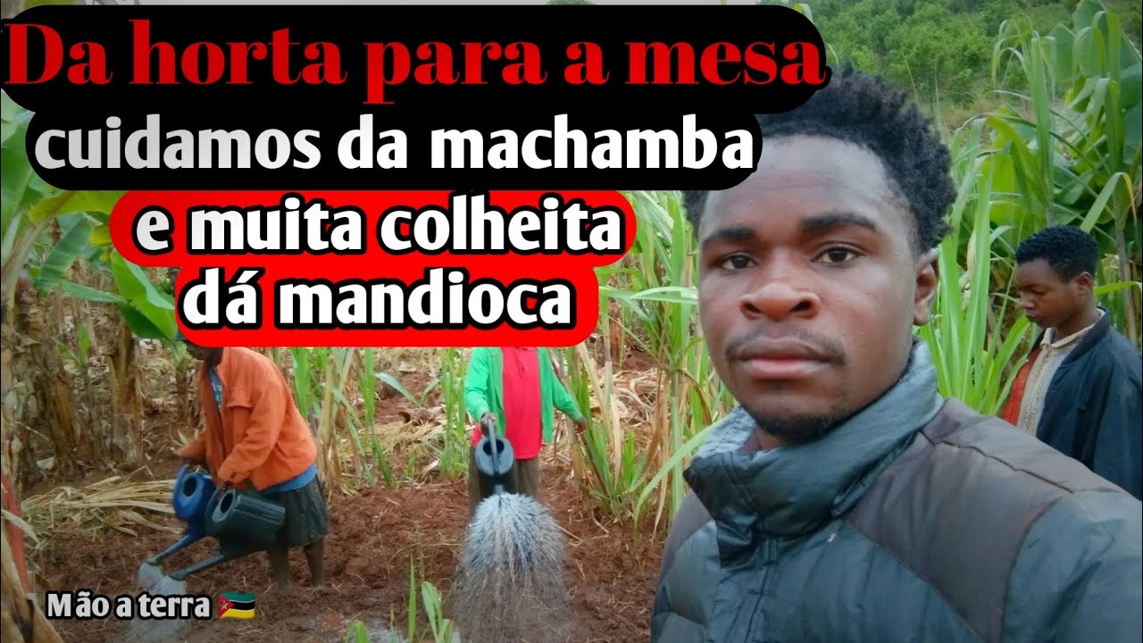 Mais uma colheita na machamba, lançamos sementes na machamba - YouTube