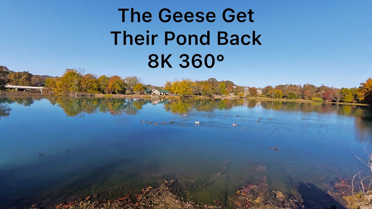 Geese Get Their Pond Back 8K HDR - YouTube