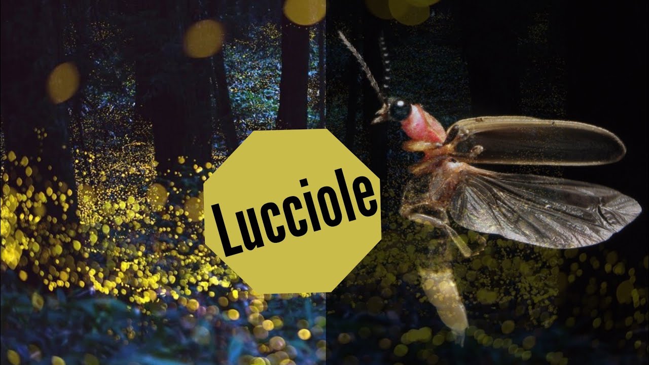 La scomparsa delle lucciole. Da Pasolini ai tempi nostri - Ponza Racconta