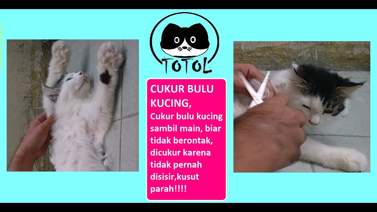 Cukur bulu kucing kusut dan gumpal #cat #dog #video #viral #animals # ...
