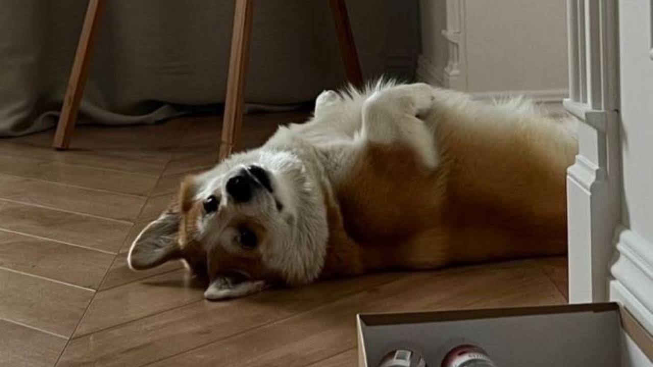 Funny Dogs Doing Funny Things #6 | Animals Fails - YouTube