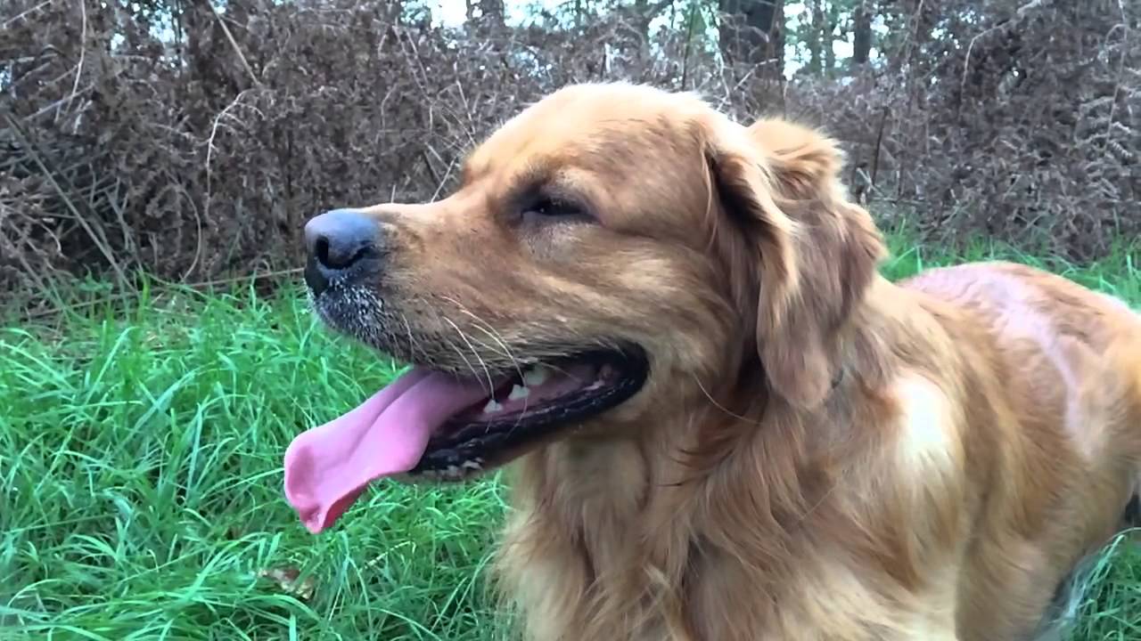Dog slow motion - YouTube