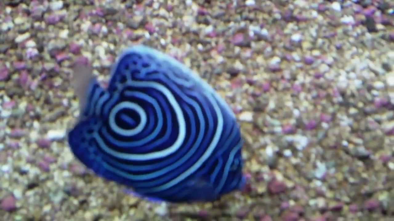 Emperor Angelfish - juvenile - YouTube