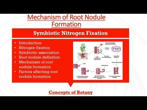 Root Nodule Formation| Symbiotic Nitrogen Fixation| Rhizobium| Hindi ...