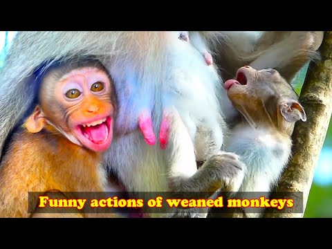 So funny! Monkey weaning. Monkeys display odd and humorous behavior when weaned