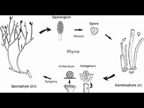 Rhynia - Pteridophytes - YouTube