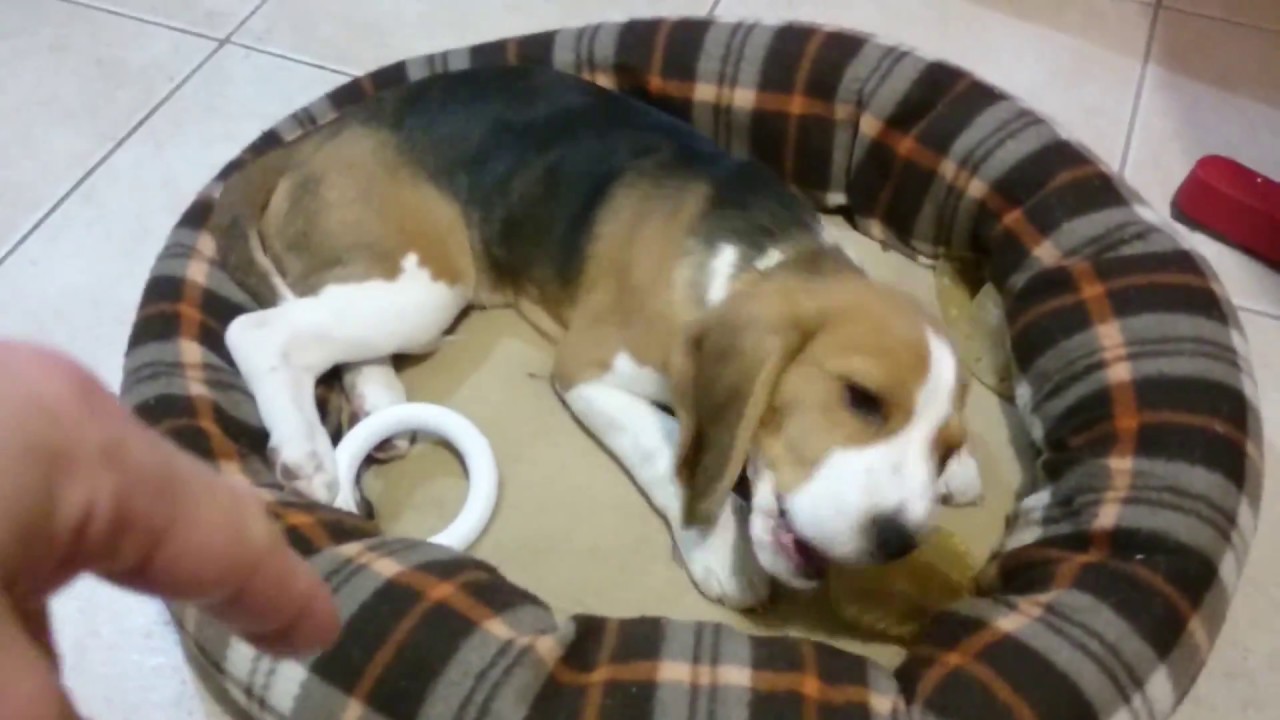 3 months old beagle puppy playing with me - YouTube