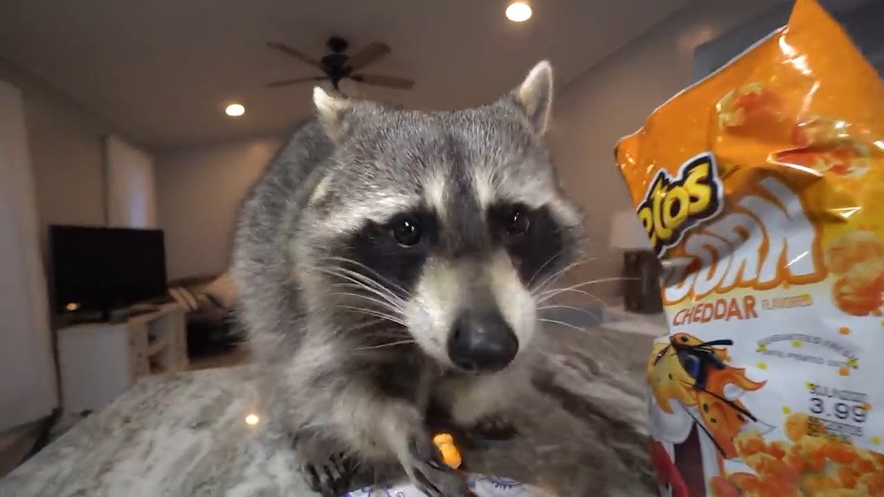 Mapache comiendo cheetos durante 10 horas - YouTube