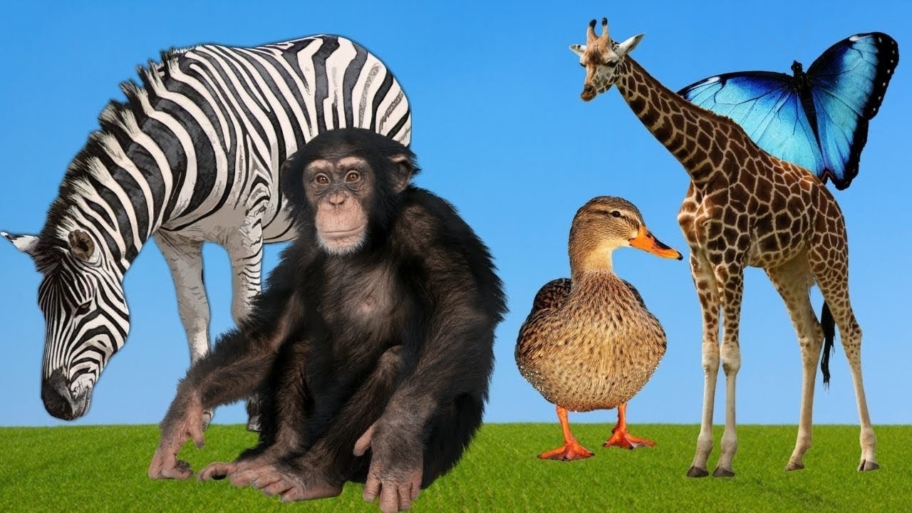 Animal sounds. Learn the sounds of animals and their colors: tiger, dog ...