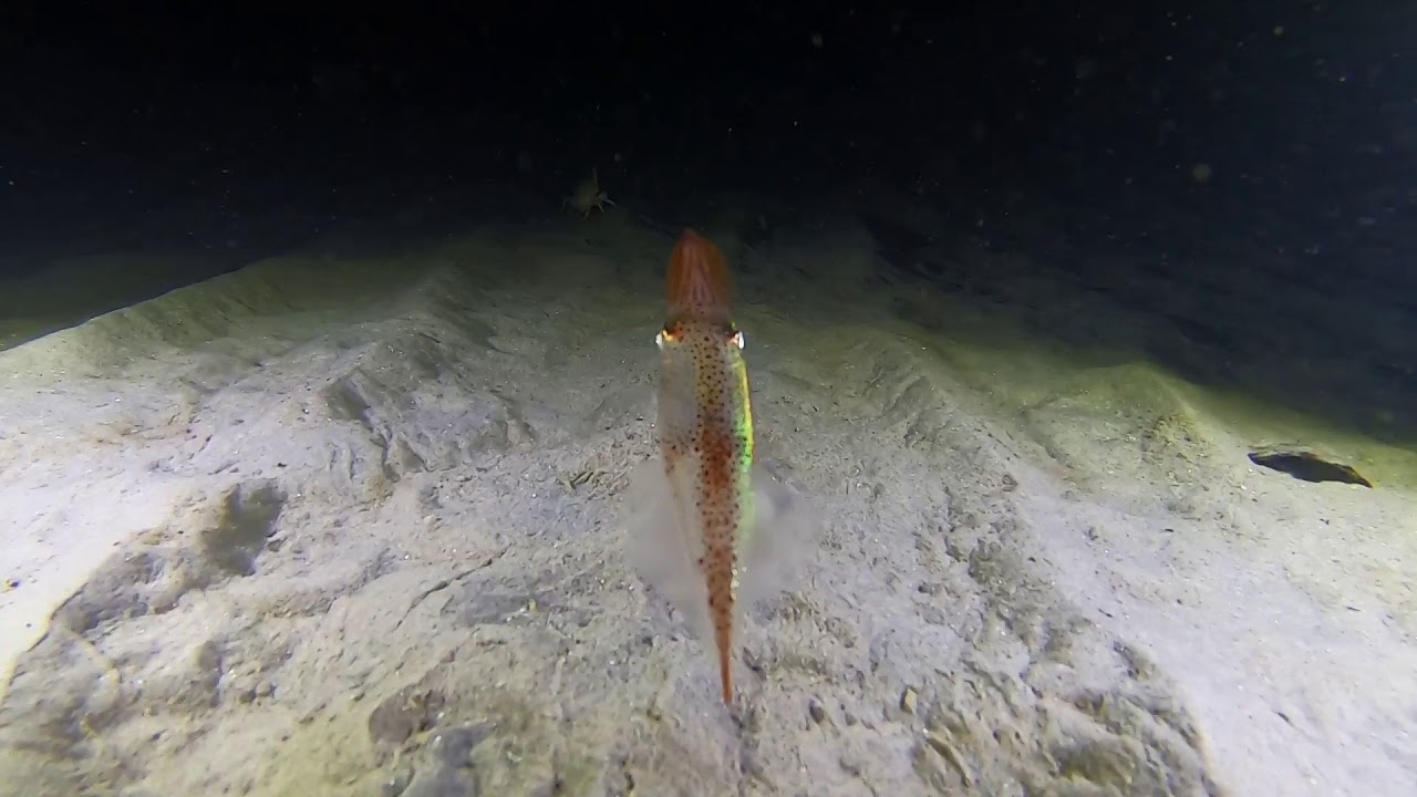 Newton's Cove, Weymouth 1st January 2019 - YouTube