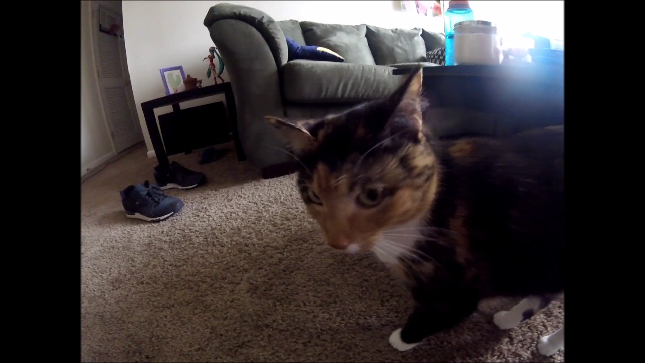 cat prances around house - YouTube