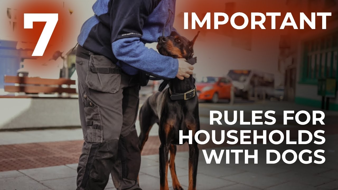 Must-Know Household Rules for Dogs That You Might Want To Consider ...