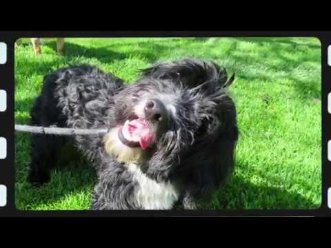 Please Help Save Cheeto Welsh Corgi mix 1 yr. & Tux Maltese mix 2yr ...