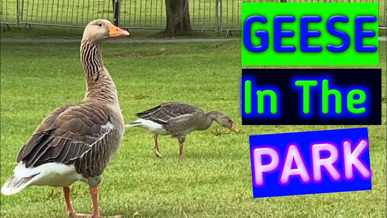 Geese In Park - YouTube