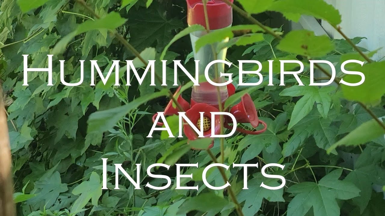 Hummingbirds and Insects - YouTube