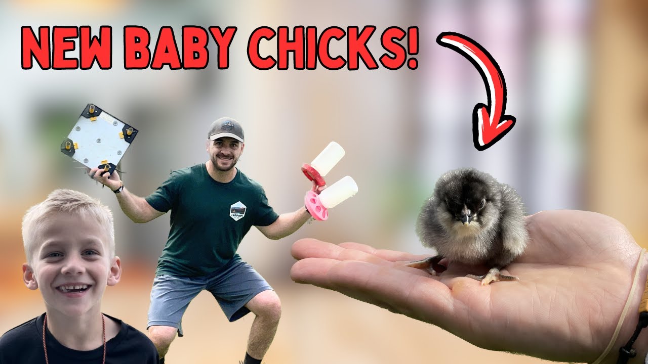BABY CHICKS Are Here! DIY Chick Brooder HACK and Setup - YouTube