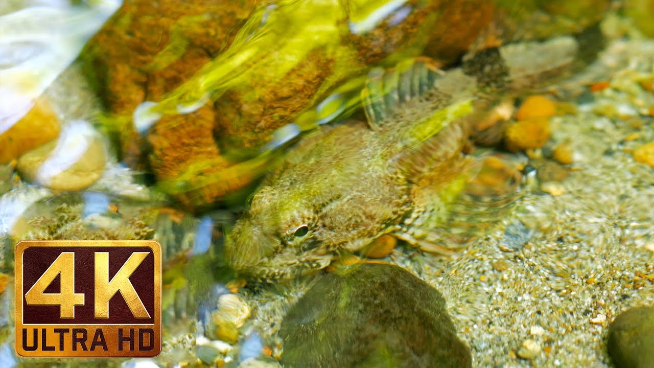 4K UHD Nature Relaxation Video with Water Sounds Bird Song - 2 hours of ...