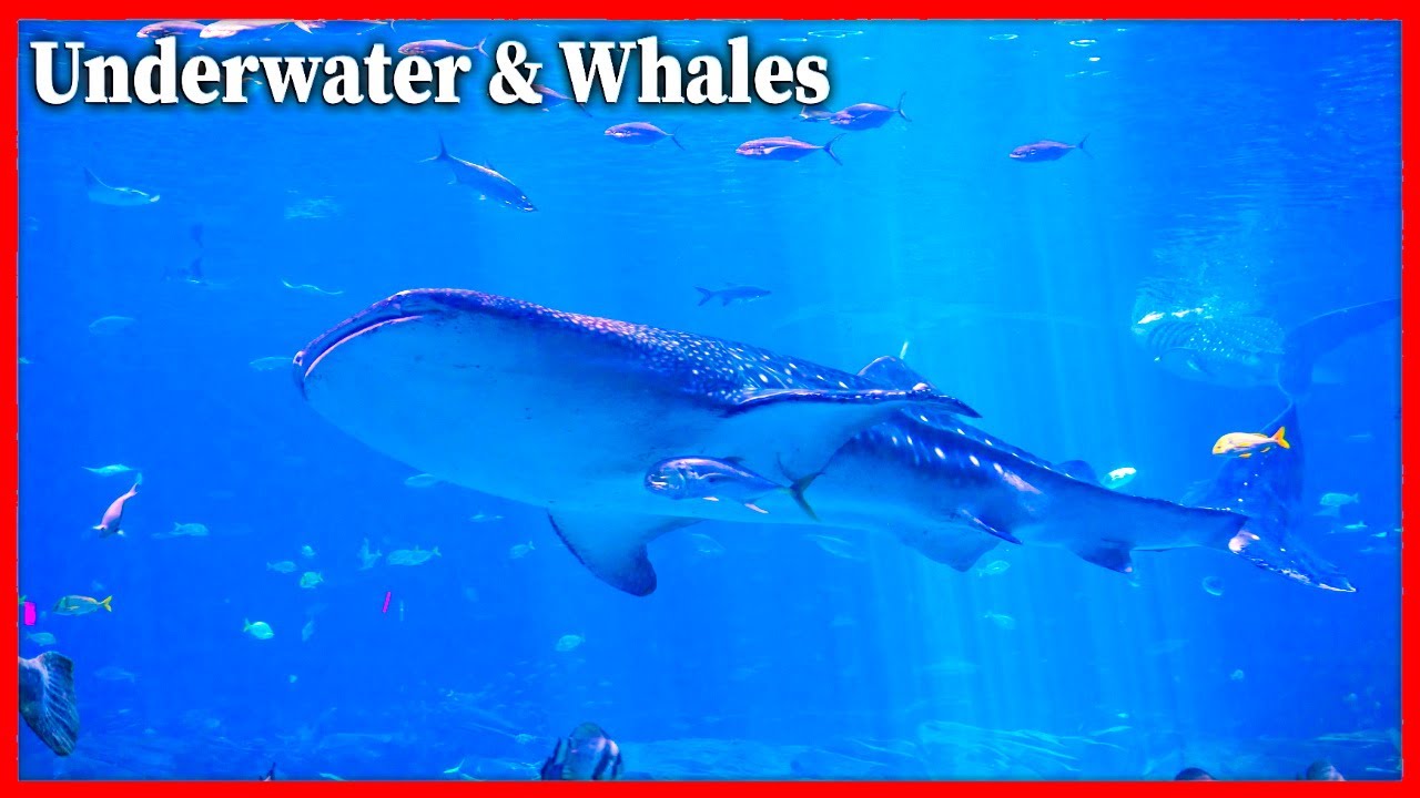 Underwater Ocean Sounds & Whales for Deep Sleep, Deep Sea Whale Noises ...