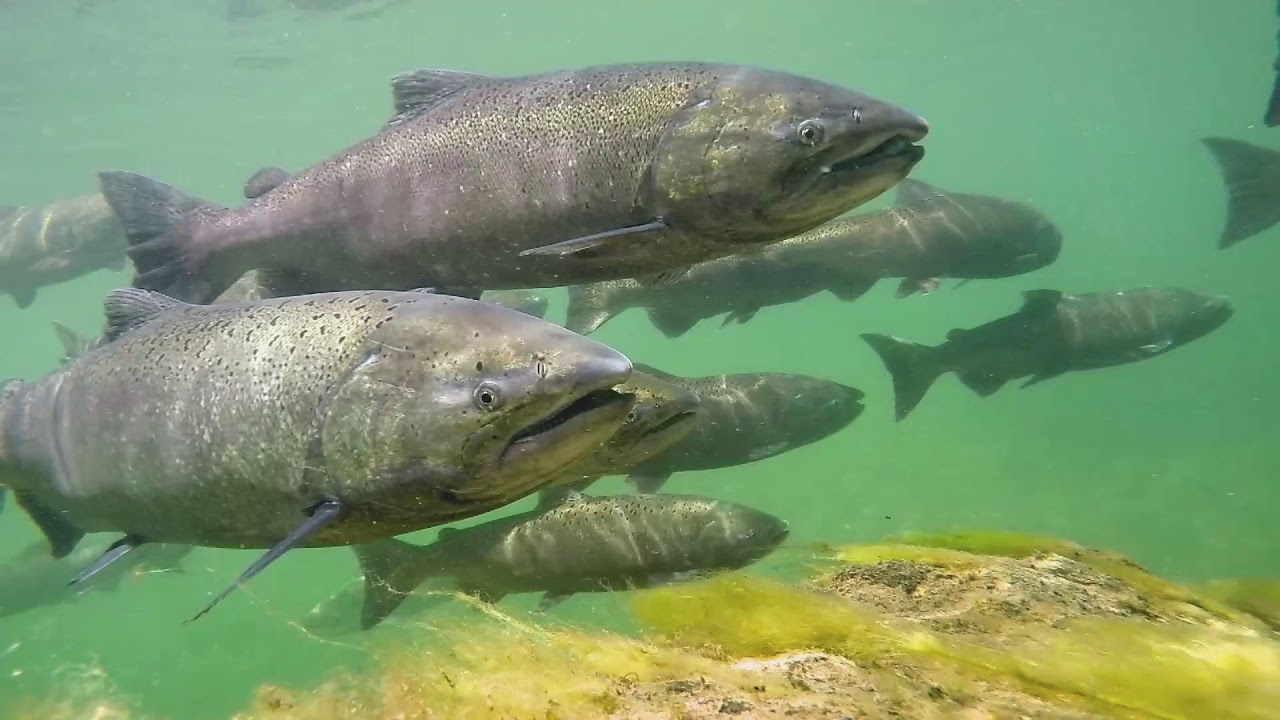 Spring-run Salmon in Butte Creek - YouTube